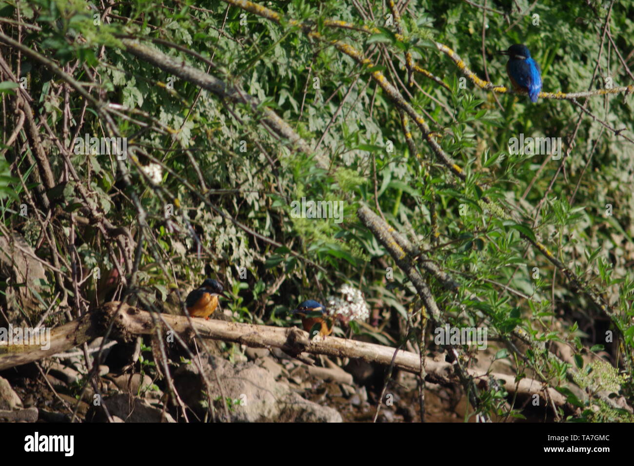 Kingfisher's pool hi-res stock photography and images - Alamy