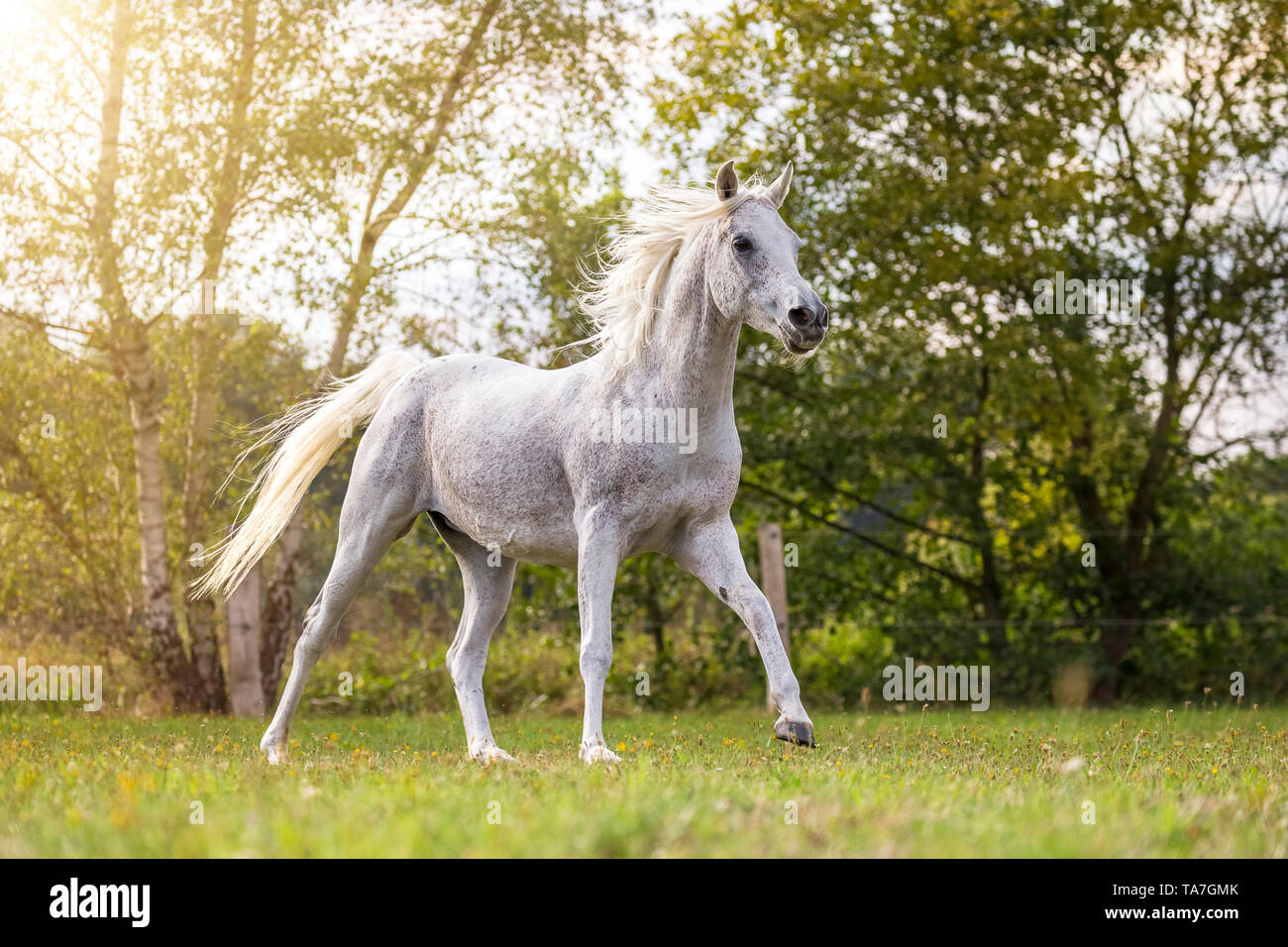 Flea Bitten Grey Arabian Horse