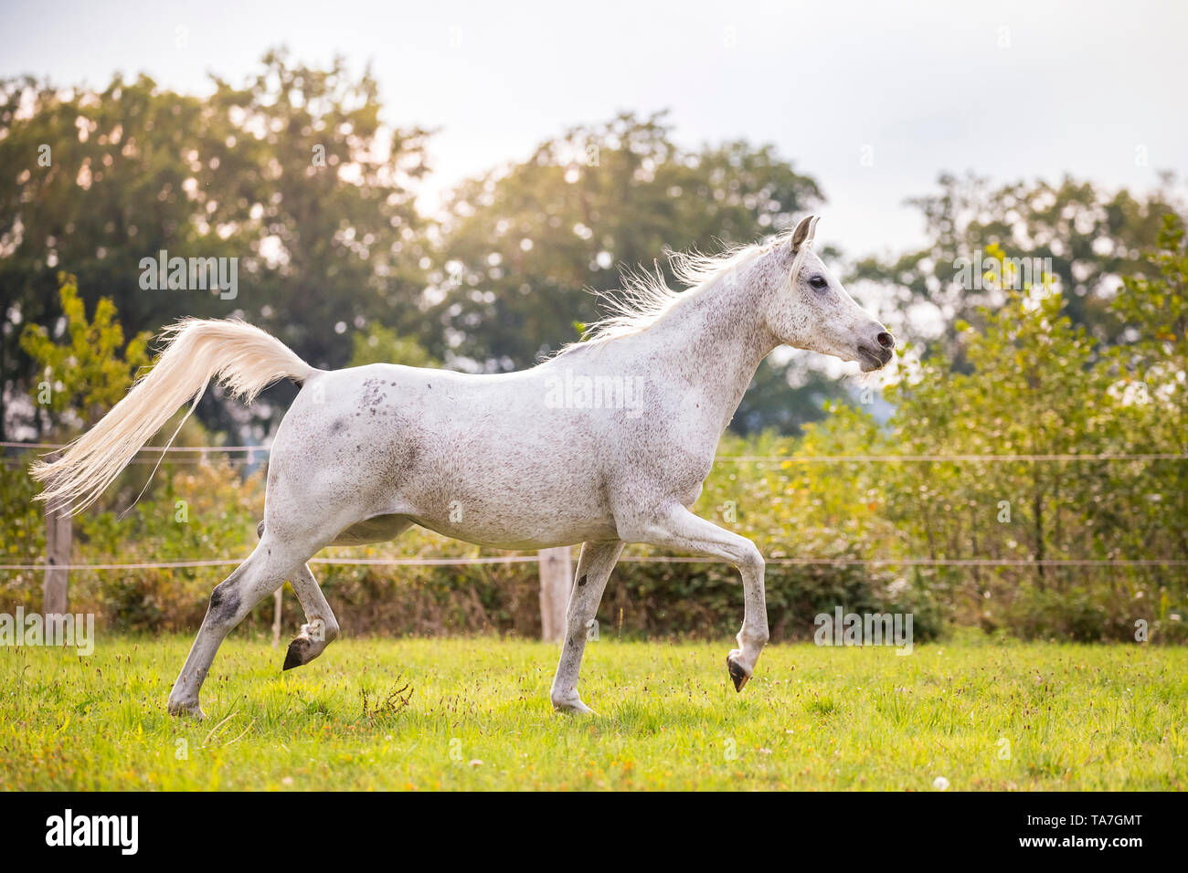 Flea Bitten Grey Arabian Horse