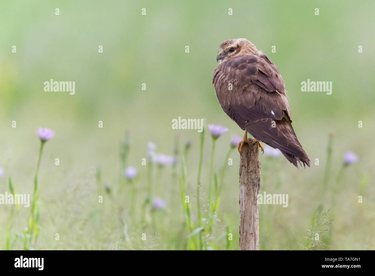 Montagu's Harrier (Circus pygargus), second year female perched on a ...