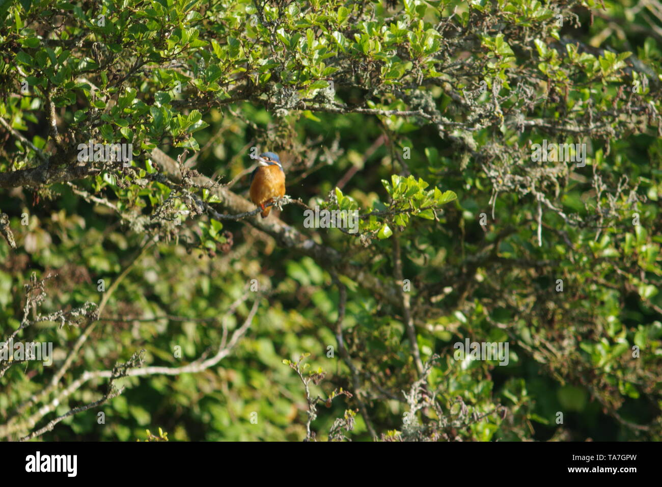 Perched Male Eurasian Kingfisher (Alcedo atthis) in an Alder Tree ...