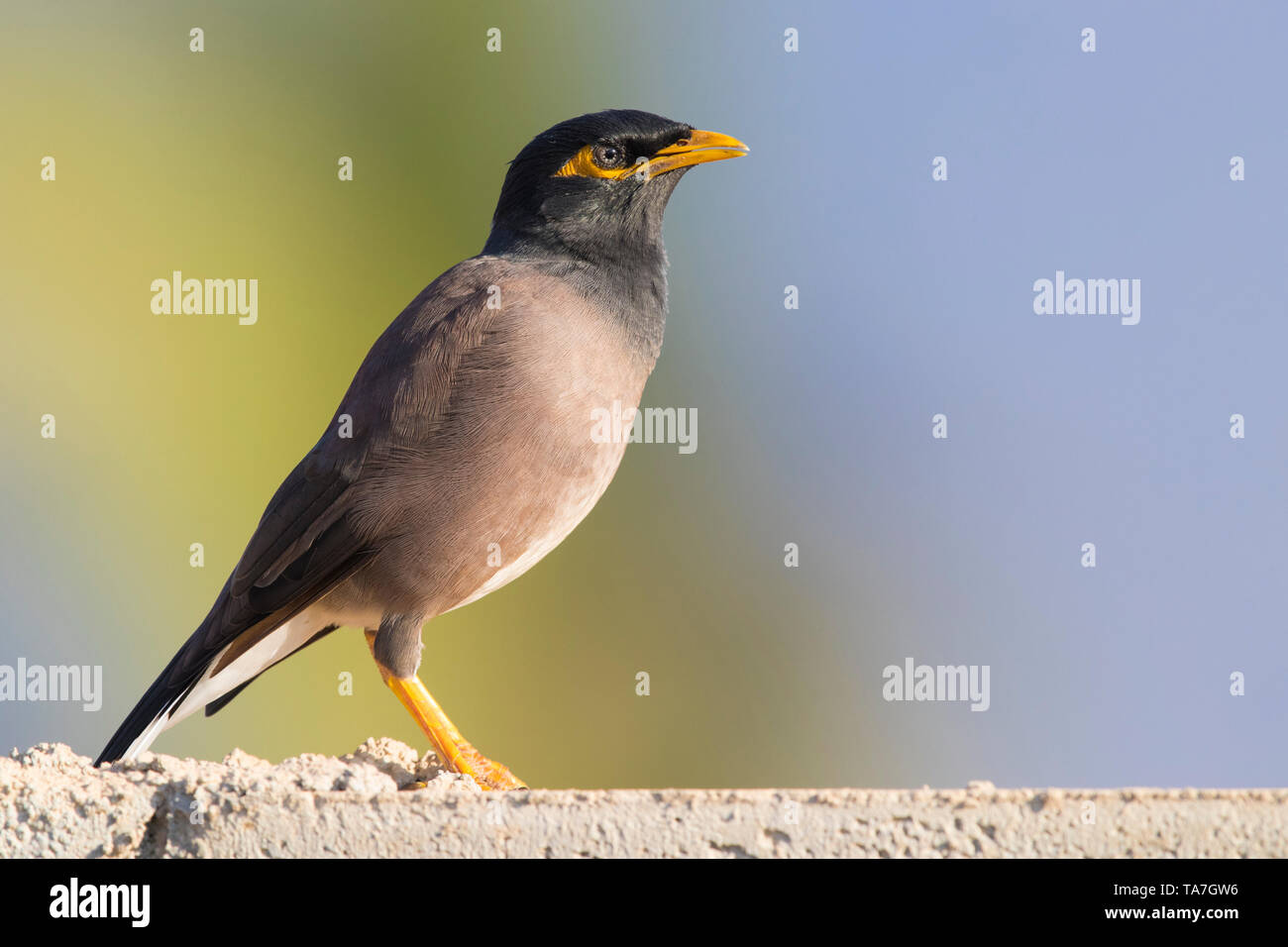 Common Myna (Acridotheres tristis), side view of an adult standing on a ...
