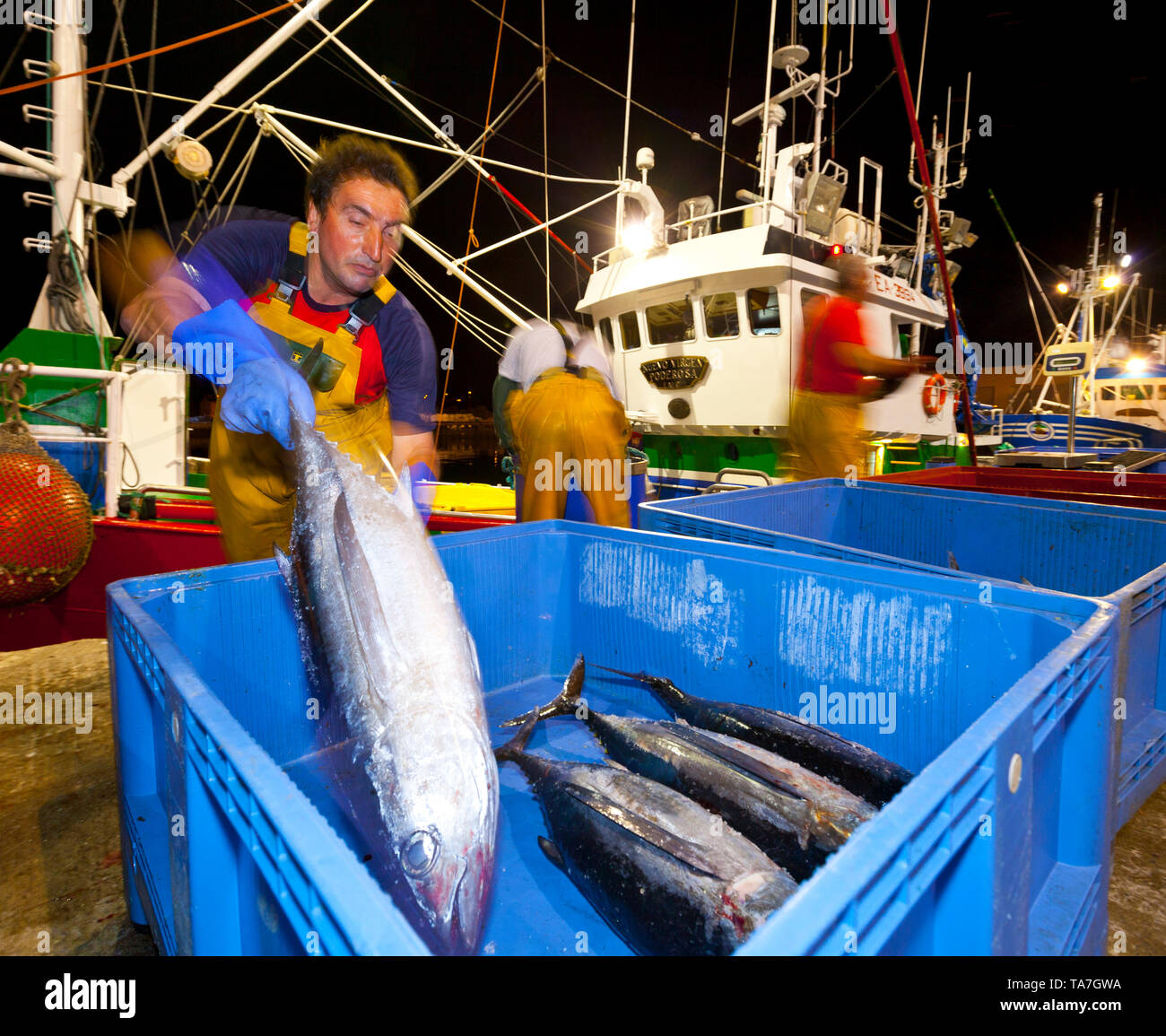 Albacore Tuna Thunnus Alalunga Fish High Resolution Stock Photography ...