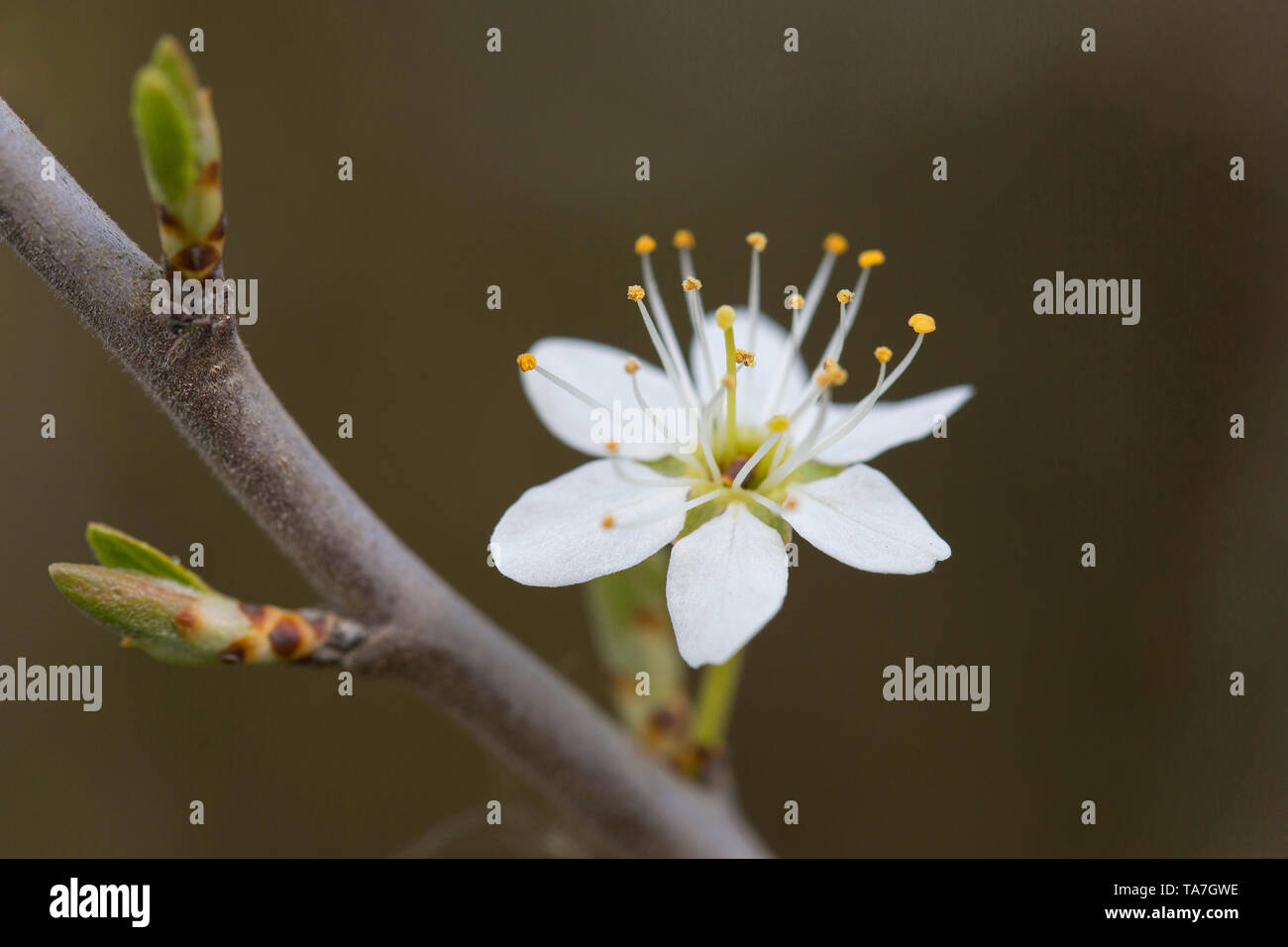 Sloe prunus spinosa hi-res stock photography and images - Alamy