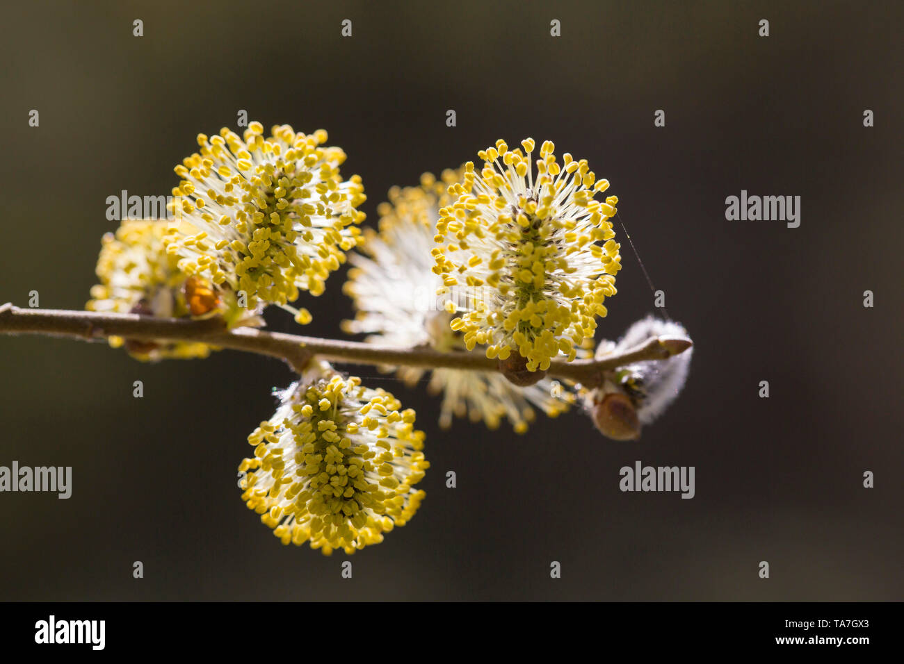 Great Sallow, Goat Willow, Pussy Willow (Salix caprea). Twig with male ...