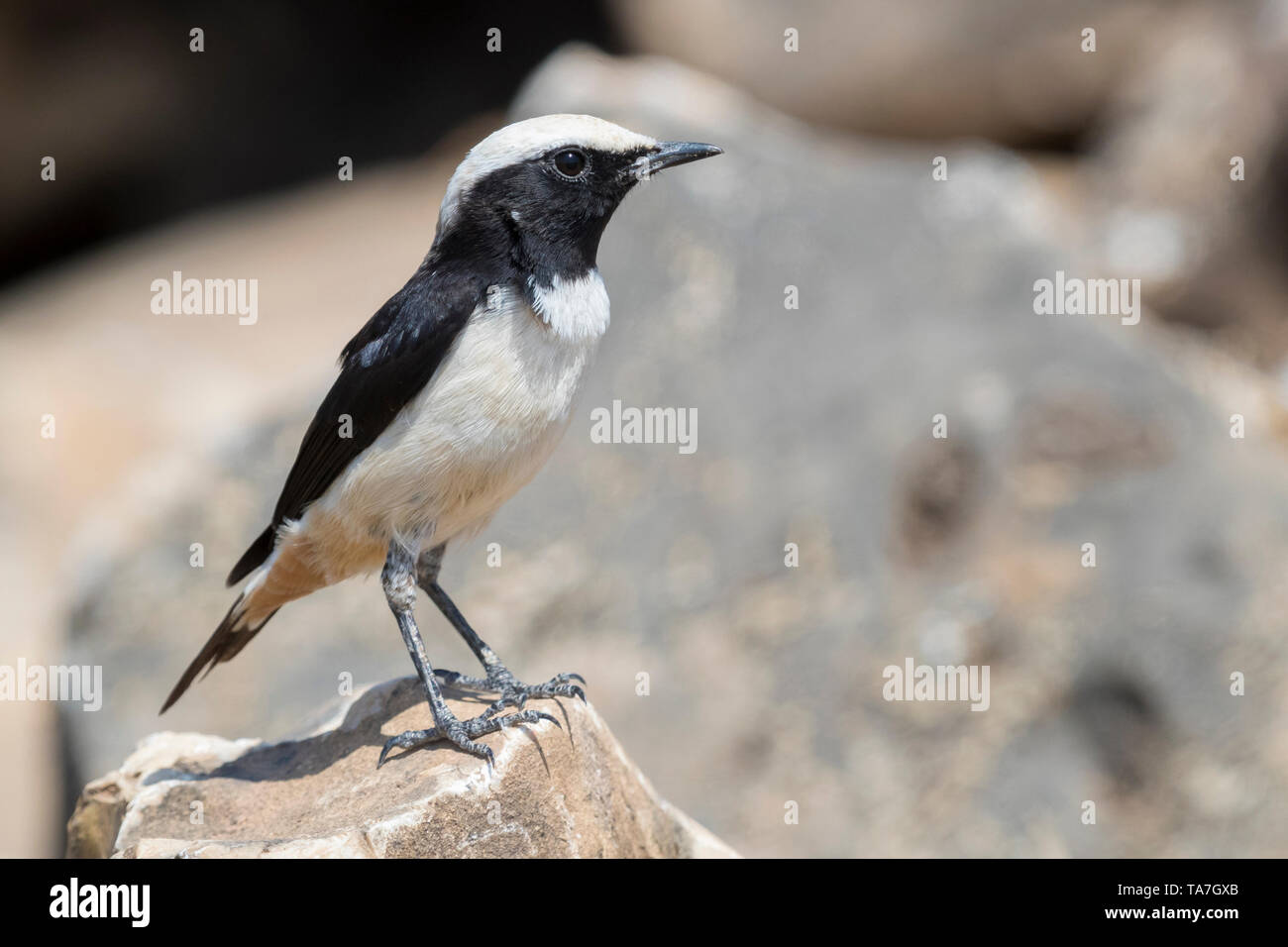 Birds middle east hi-res stock photography and images - Alamy