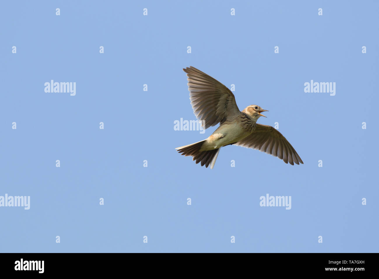 Skylark flying hi-res stock photography and images - Alamy