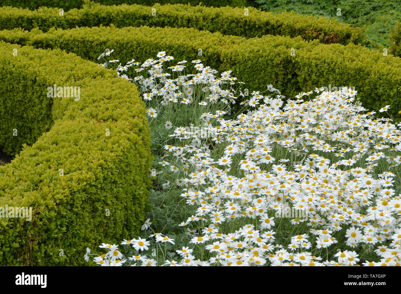 The beautiful formal gardens of Balcarres House, Colinsburgh, Fife ...