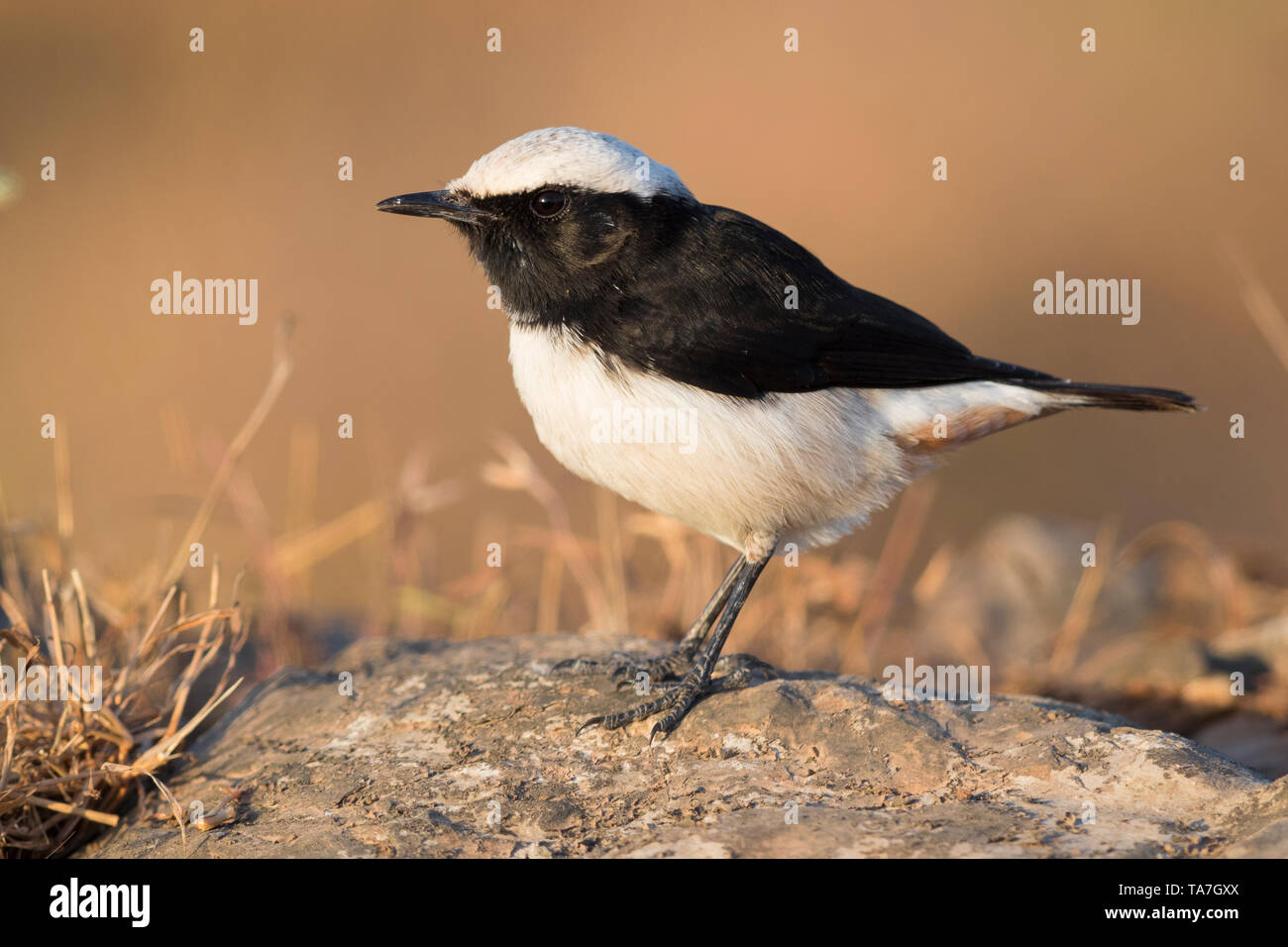 Arabian Wheatear (Oenanthe lugentoides), side view of an adult male ...
