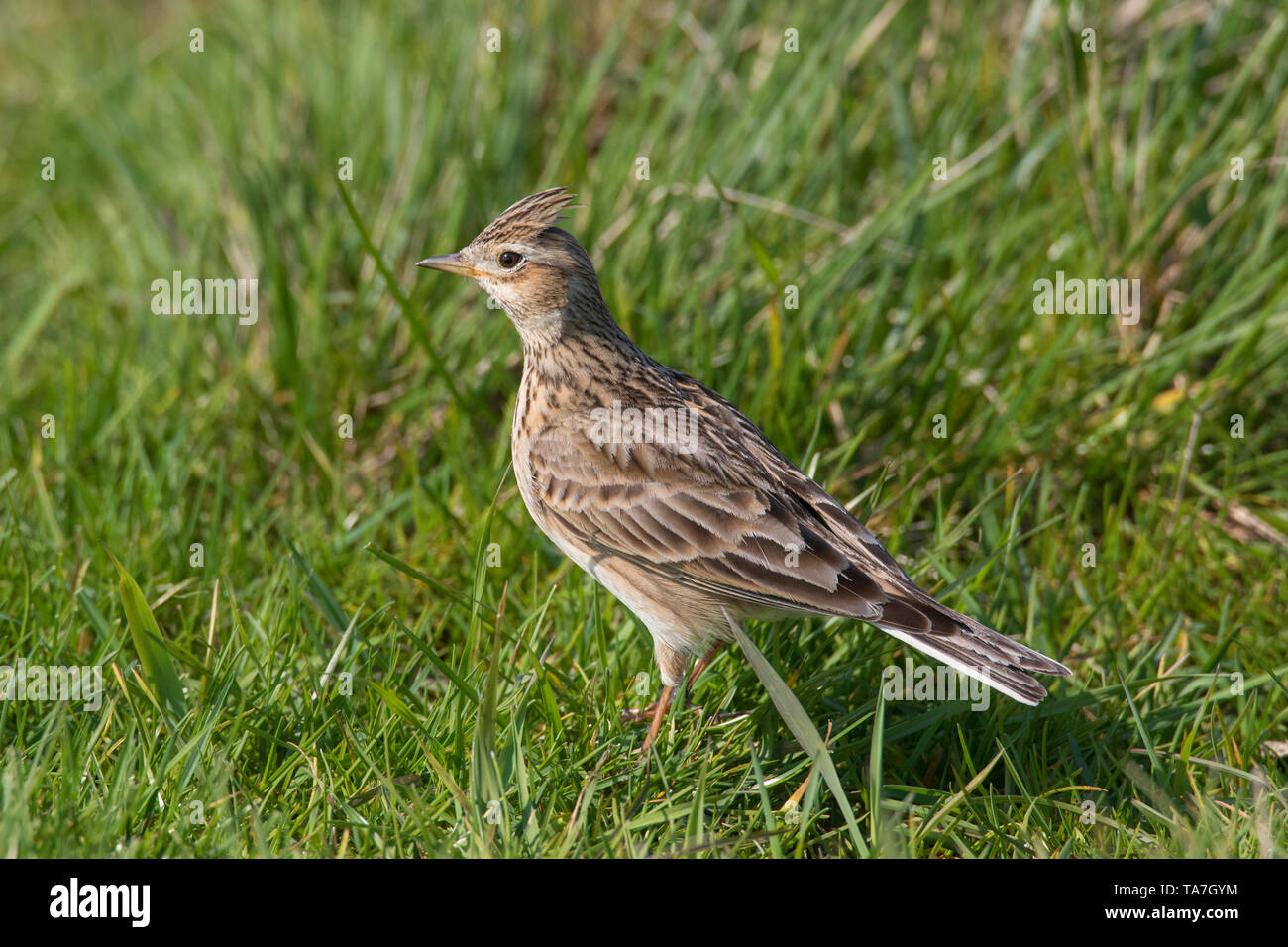 Skylark bird hi-res stock photography and images - Alamy