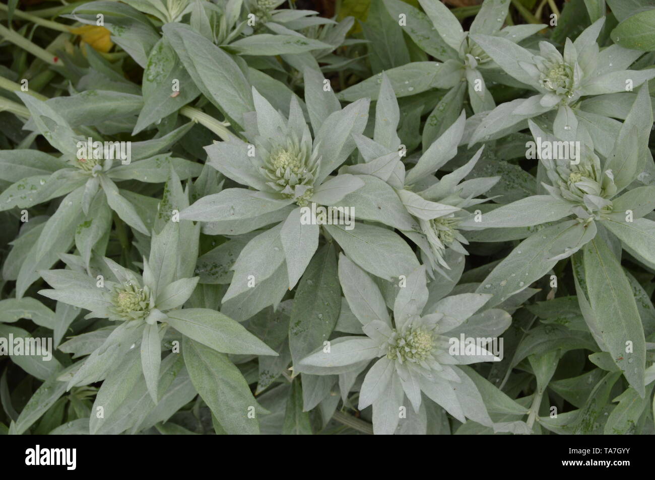 The beautiful formal gardens of Balcarres House, Colinsburgh, Fife ...