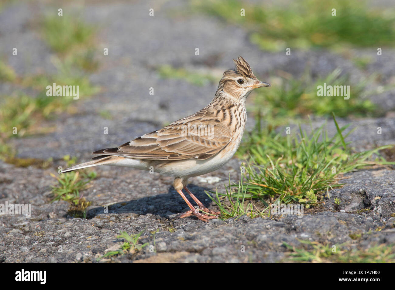 Skylark (Alauda arvensis). Adult bird standing on the ground. Germany ...
