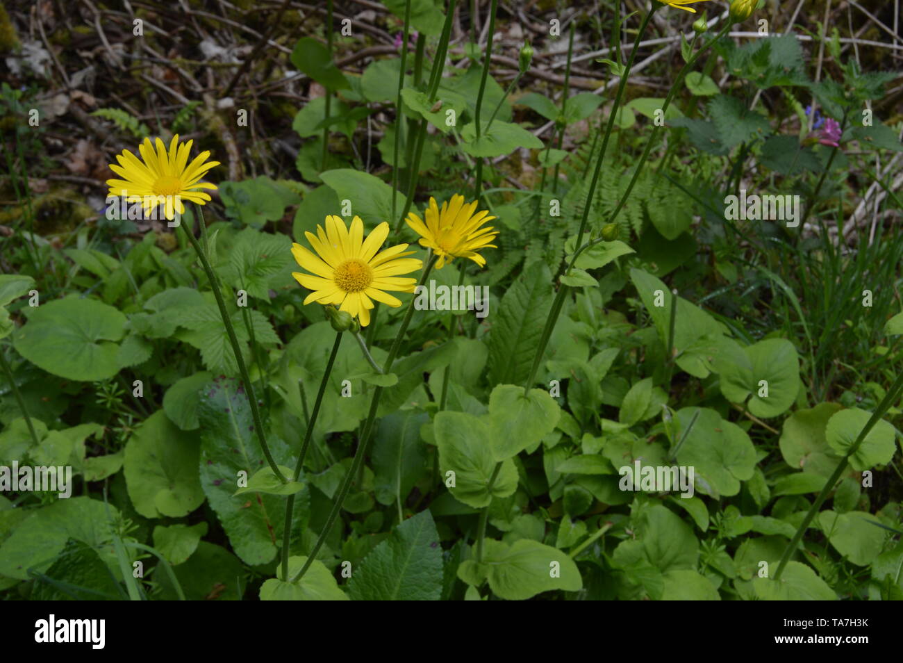 Woodland walks with a fascinating collection of woodland plants around ...