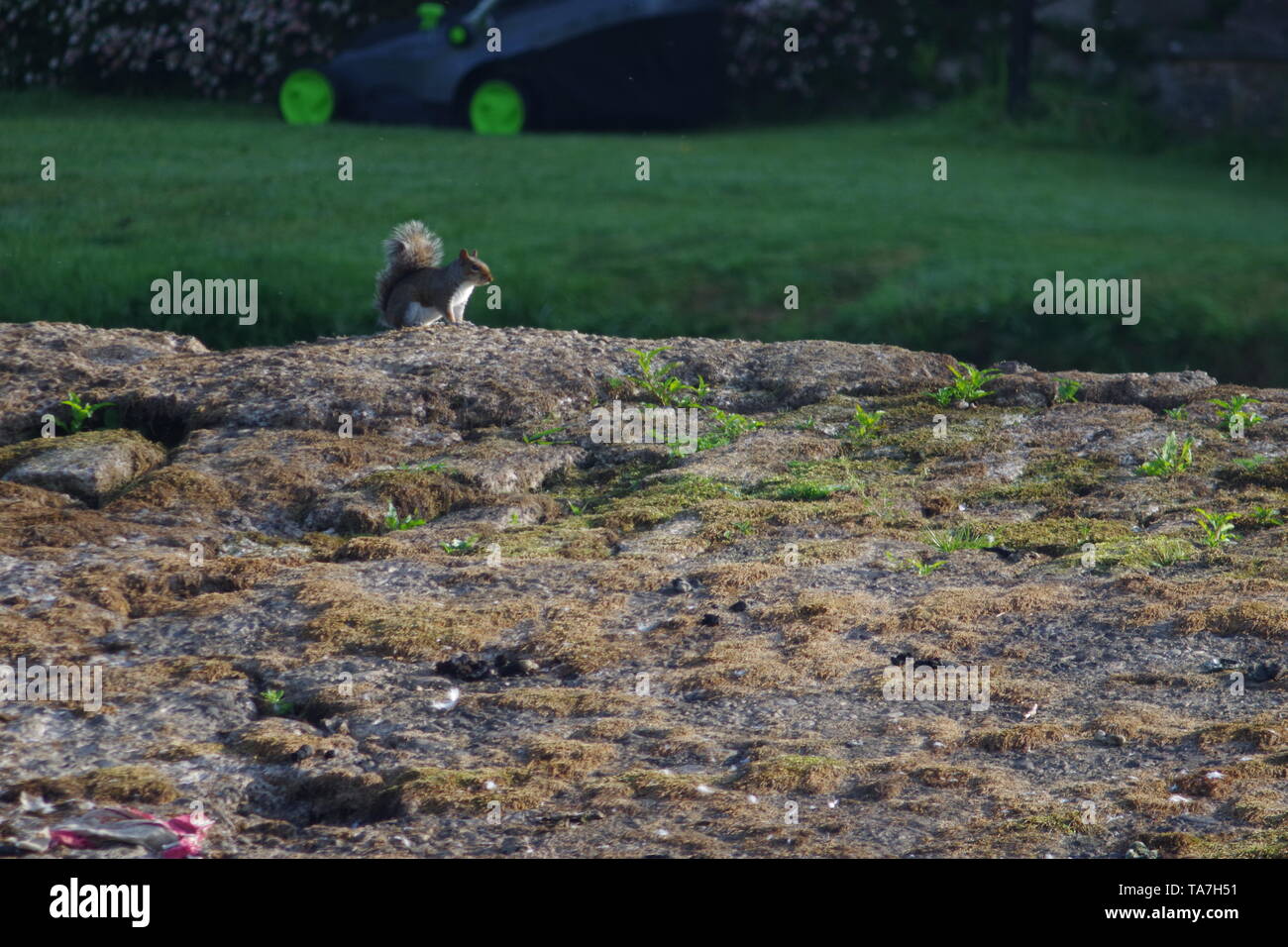 Grey Squirrel Exploring the Dry Collapsed St James Weir at Salmon Pool ...