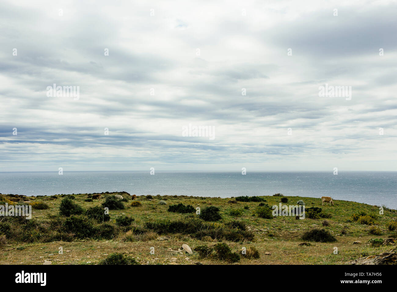Costa prima hi-res stock photography and images - Alamy
