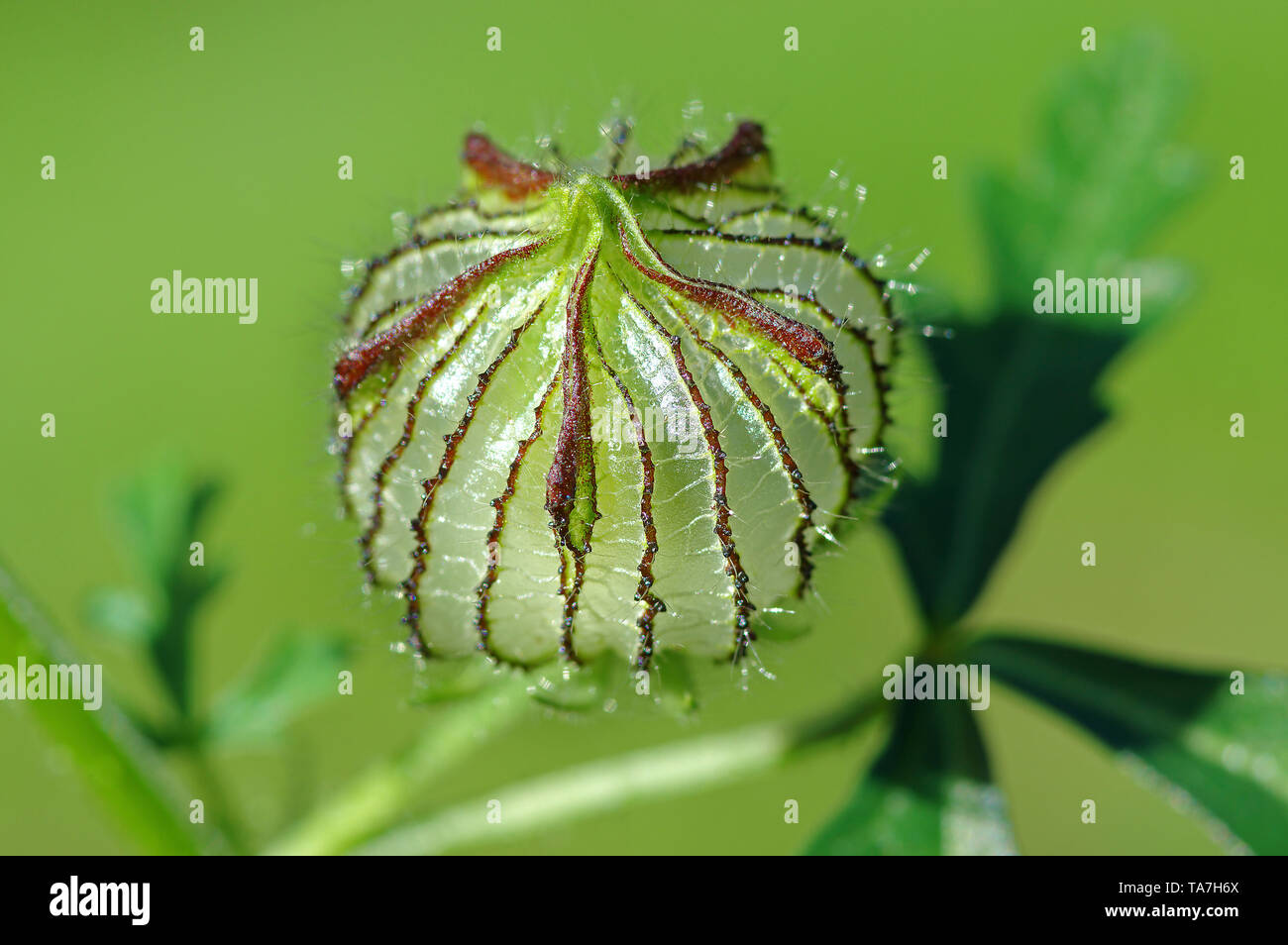 Cut-leaved Mallow, Hollyhock Mallow (Malva alcea). Germany Stock Photo ...