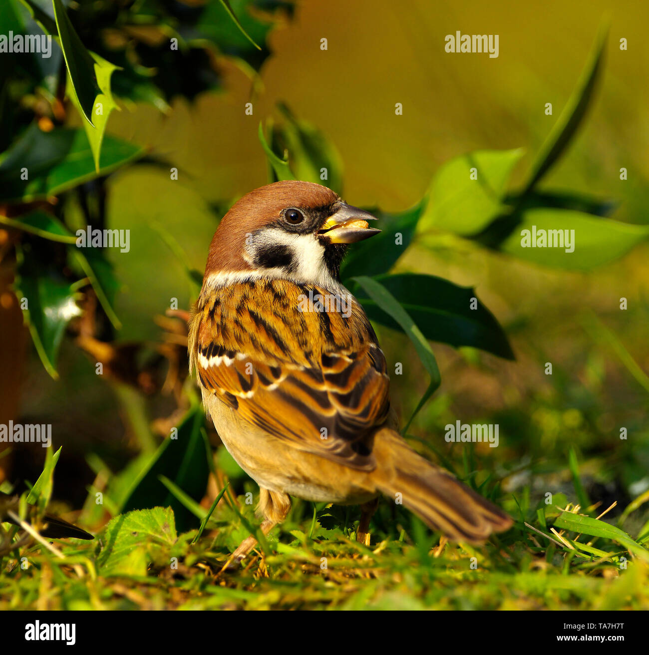 Sparrow sized bird hi-res stock photography and images - Alamy