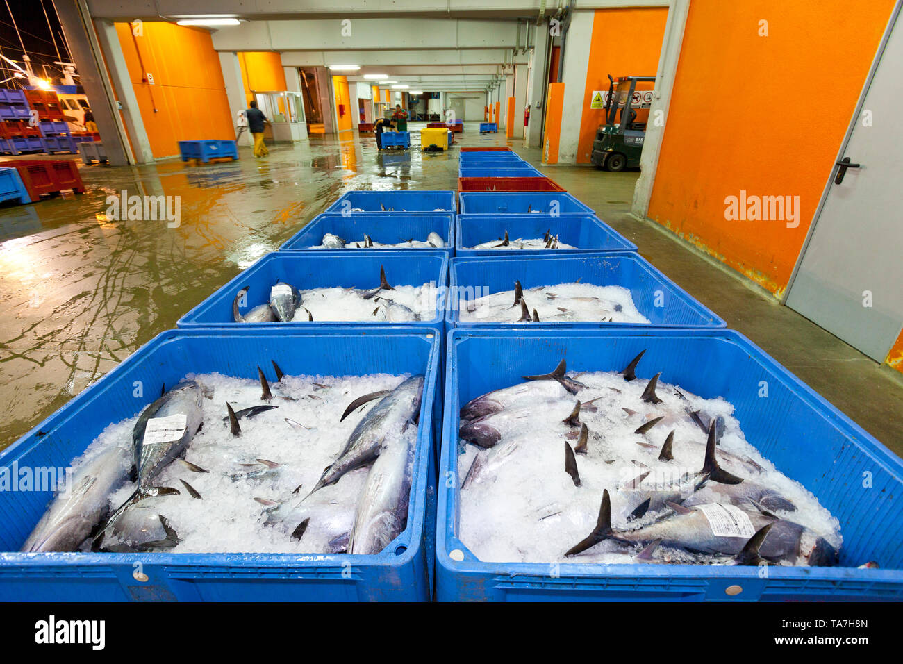 Atún del norte hi-res stock photography and images - Alamy