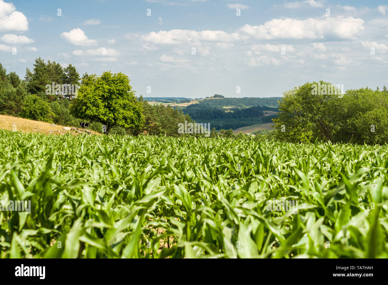 beautiful landscape, corn field on a sunny day with pasture and hills ...