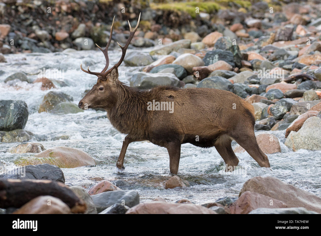 Deer crossing stream hi-res stock photography and images - Alamy