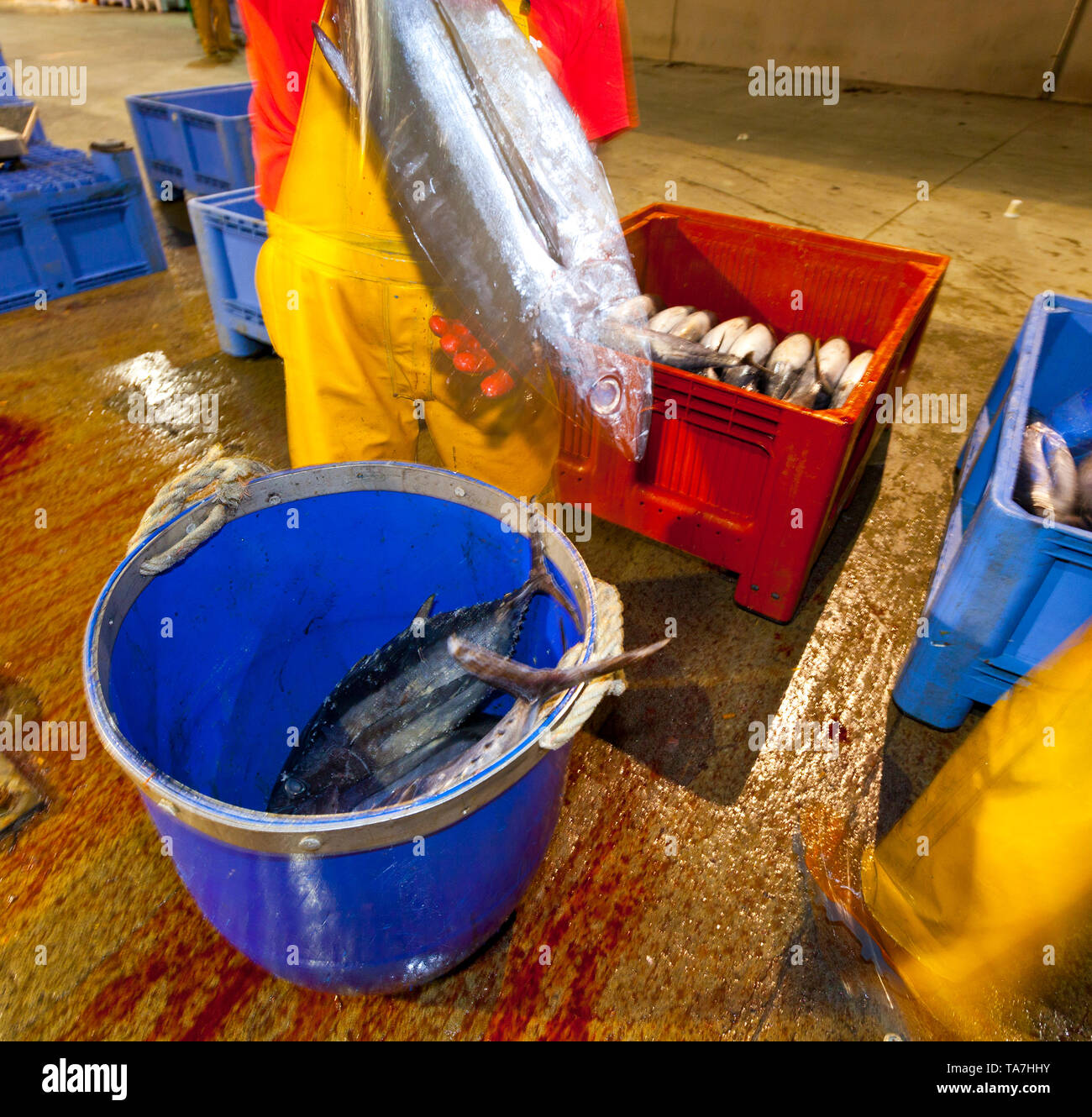 Albacore bonito del norte hi-res stock photography and images - Alamy