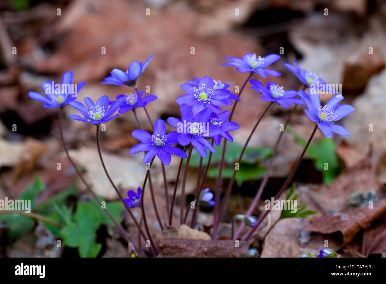 Liverwort (Hepatica nobilis), flowering plant. Sweden Stock Photo - Alamy