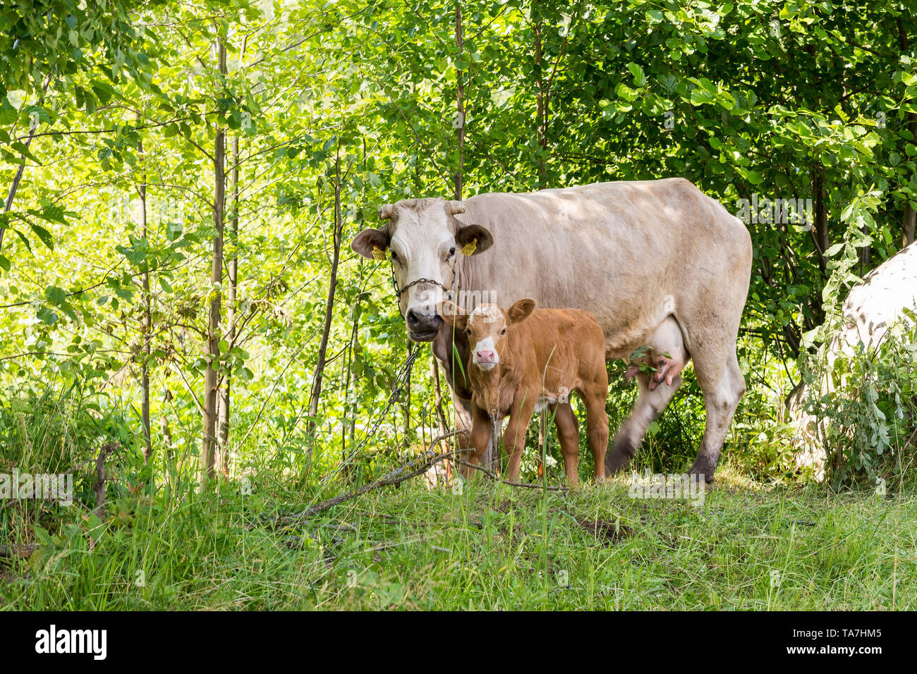 cow with calf in an overgrown clearing Stock Photo - Alamy
