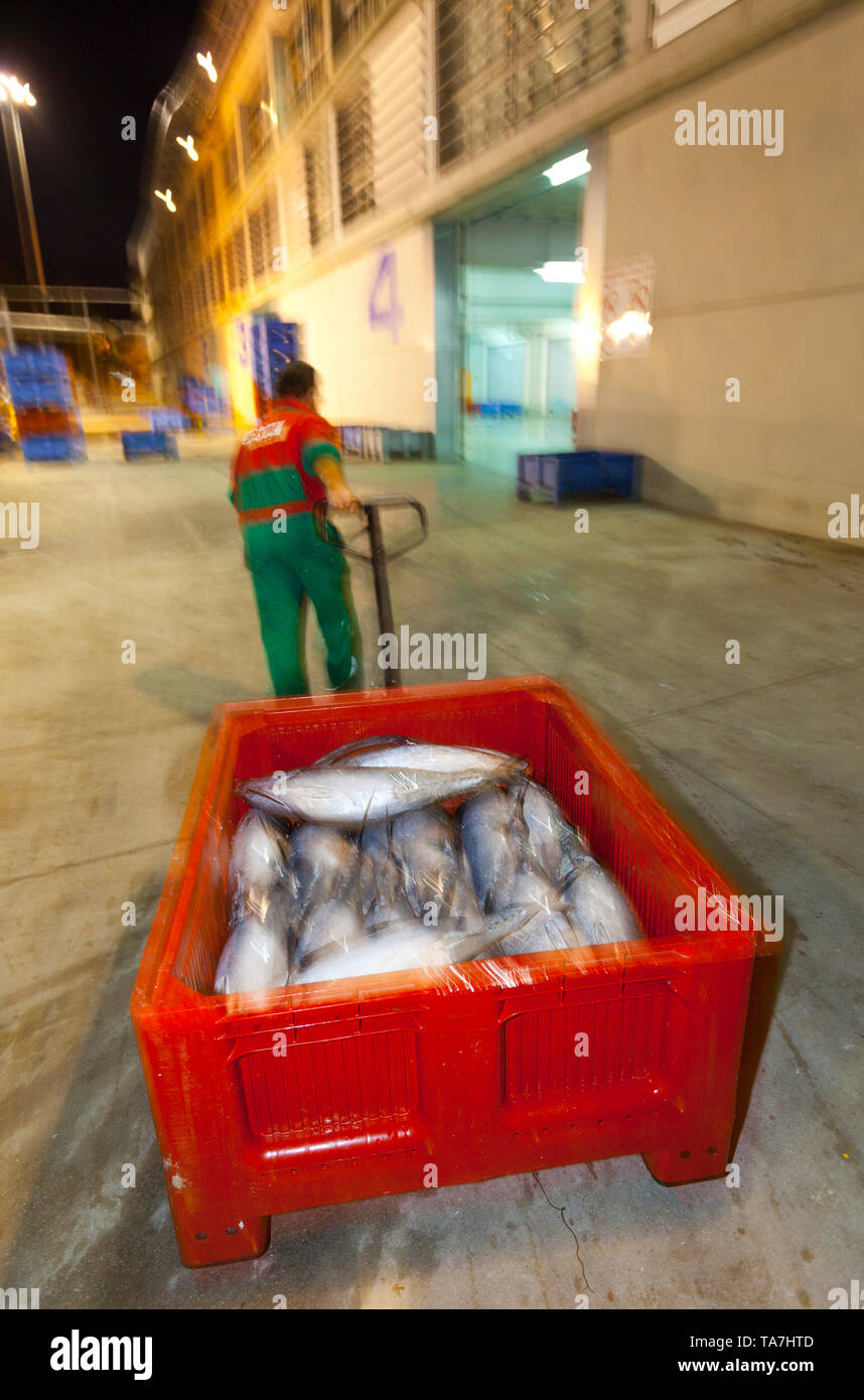 ALBACORE - BONITO DEL NORTE O ATÚN BLANCO (Thunnus alalunga), Santoña ...