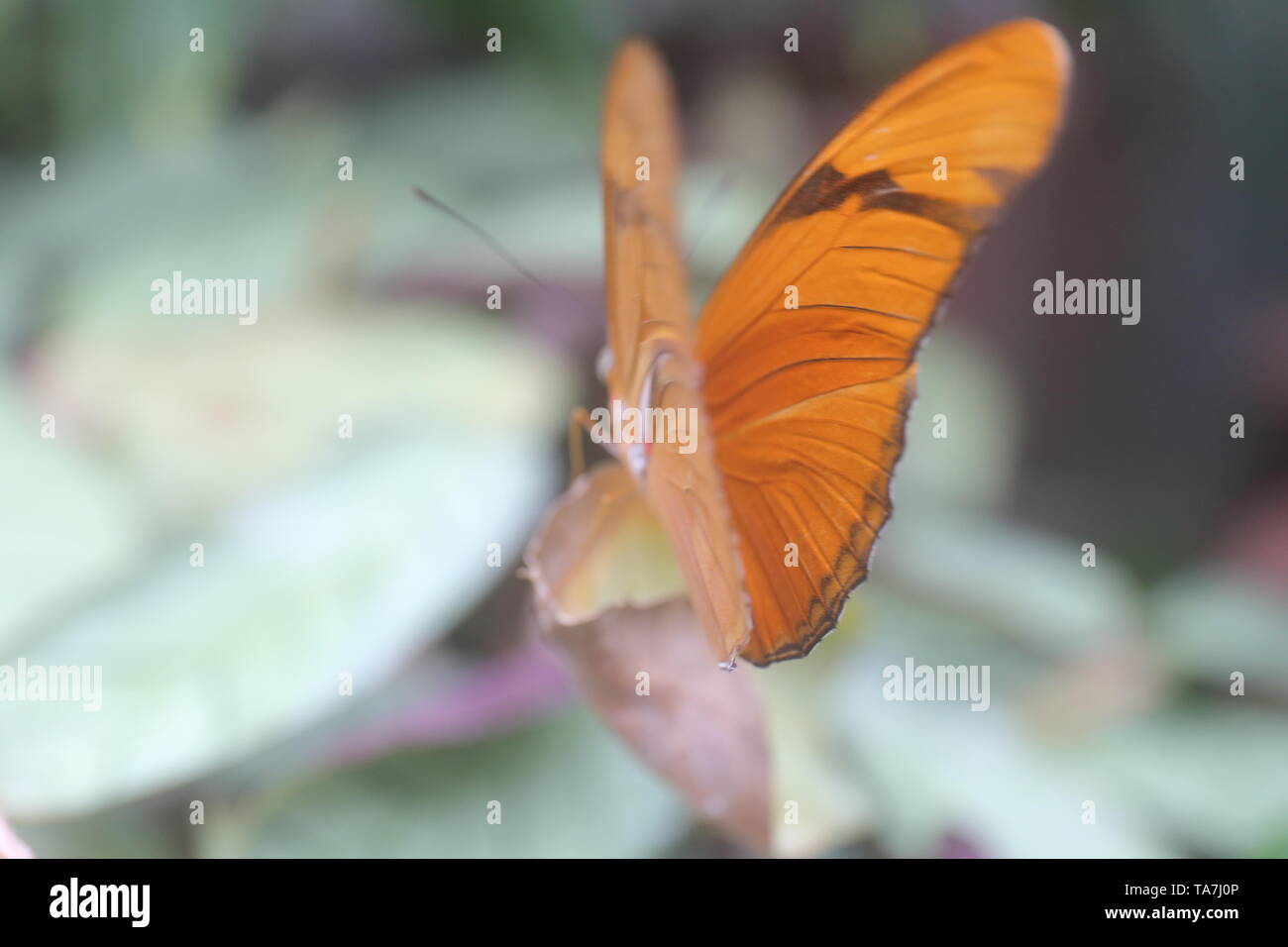Orange butterfly facing outward with its wings partially opened Stock ...