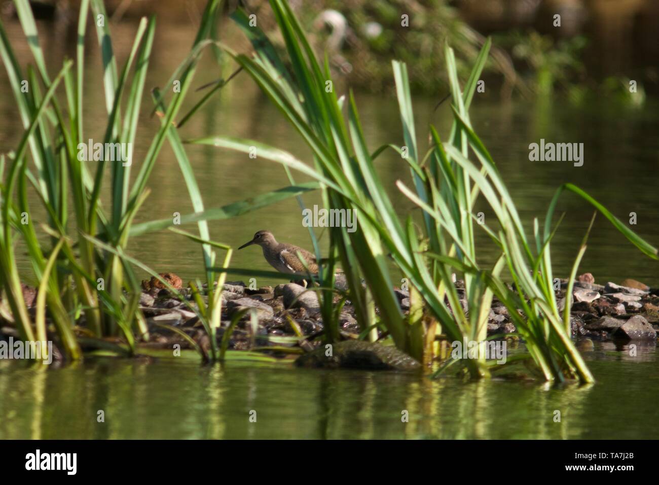 Common Sandpiper (Actitis hypoleucos) in the Reeds at Salmon Pool on ...