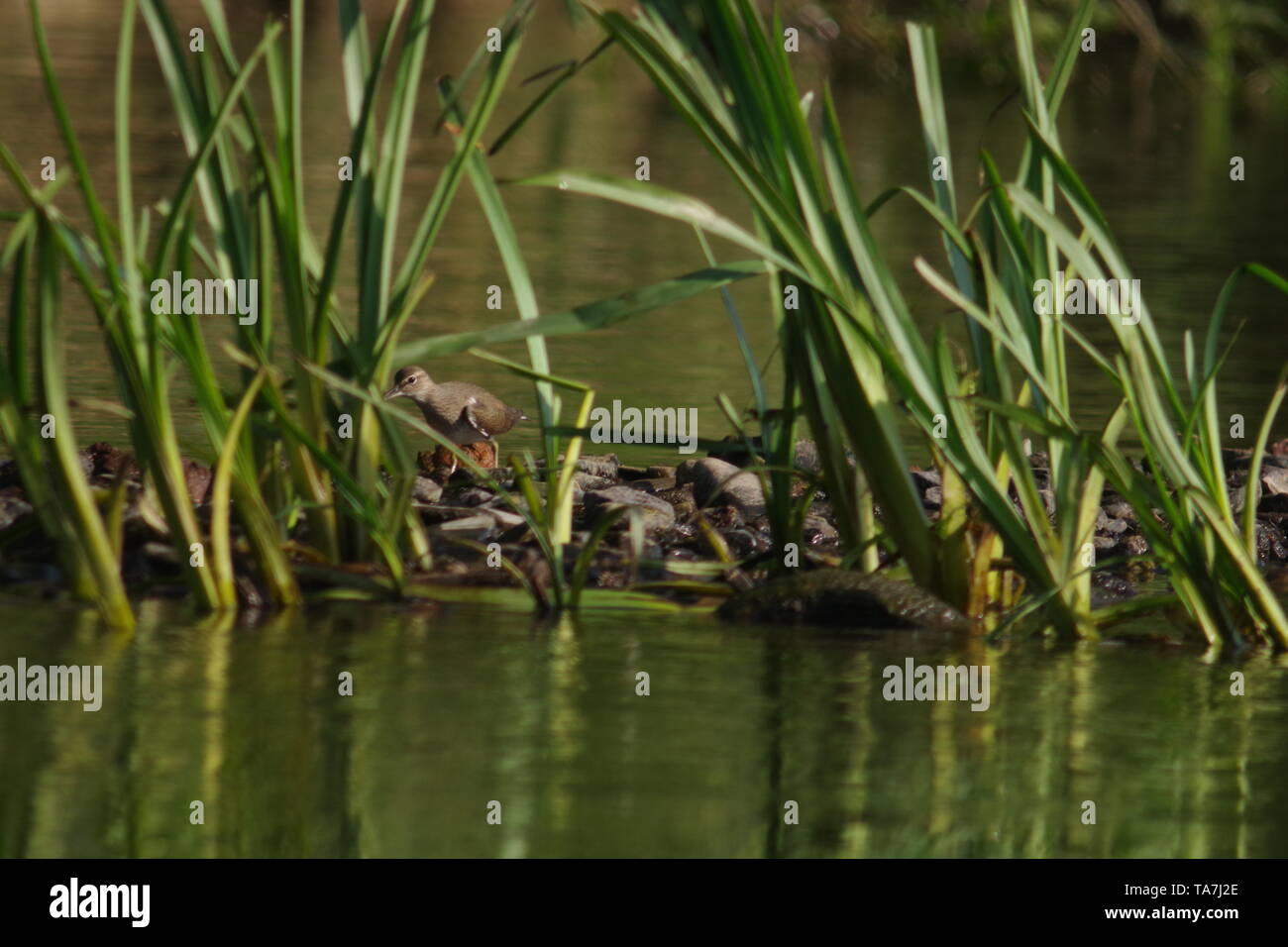 Common Sandpiper (Actitis hypoleucos) in the Reeds at Salmon Pool on ...