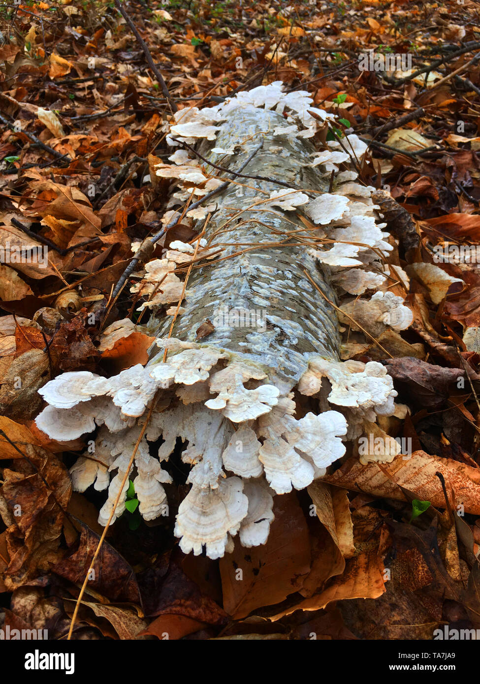 Decomposer Log High Resolution Stock Photography and Images - Alamy