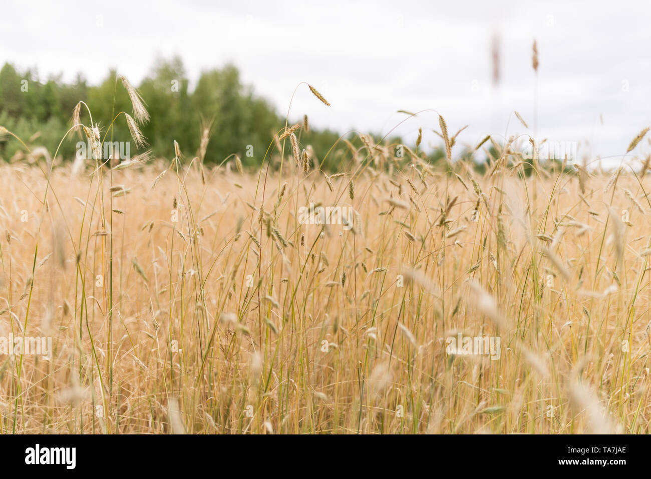 Rye field, ears of corn, grain, crops, harvest Stock Photo - Alamy