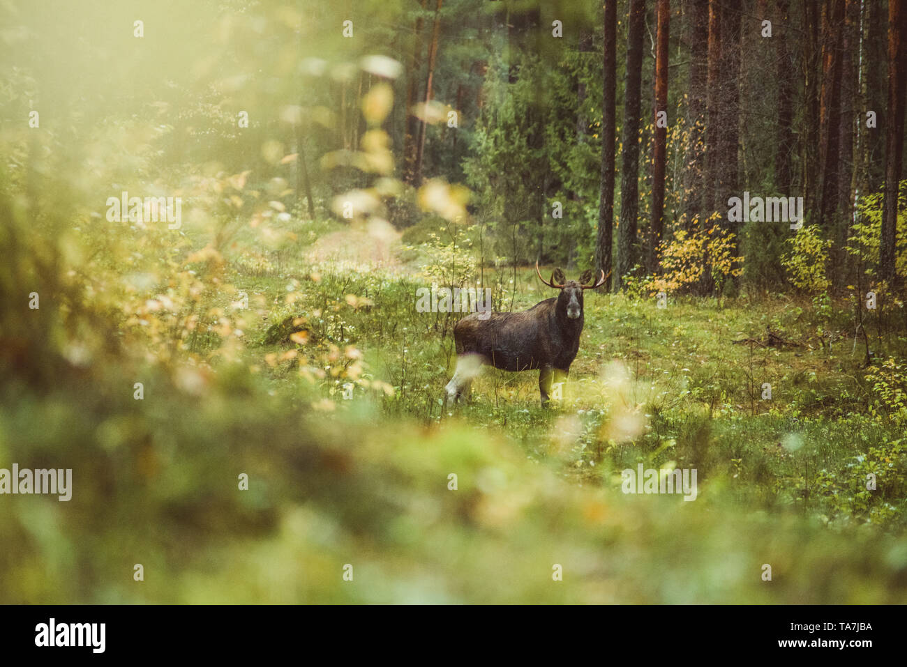 Mushrooms in the wind hi-res stock photography and images - Alamy