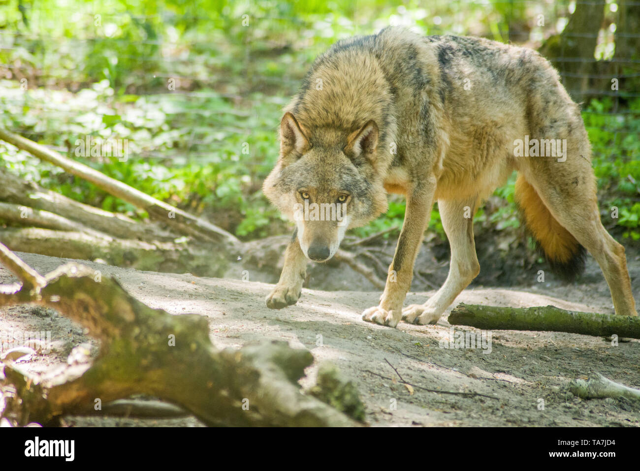 Wolf standing in the wild forest, looking into the lens, wolf's eyes ...