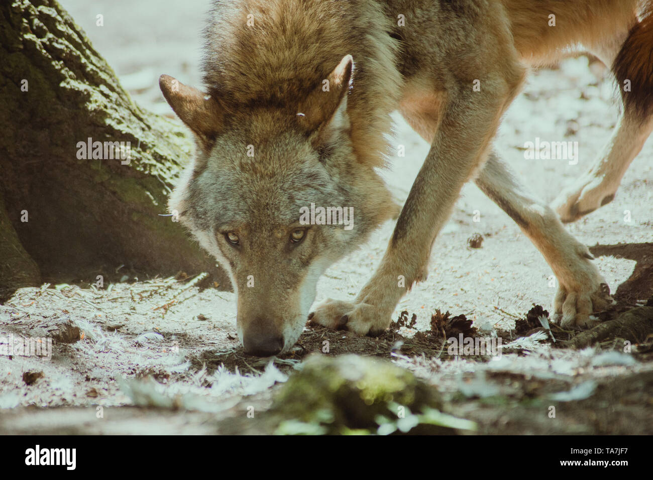 Hunting wolf, close-up on the muzzle Stock Photo - Alamy