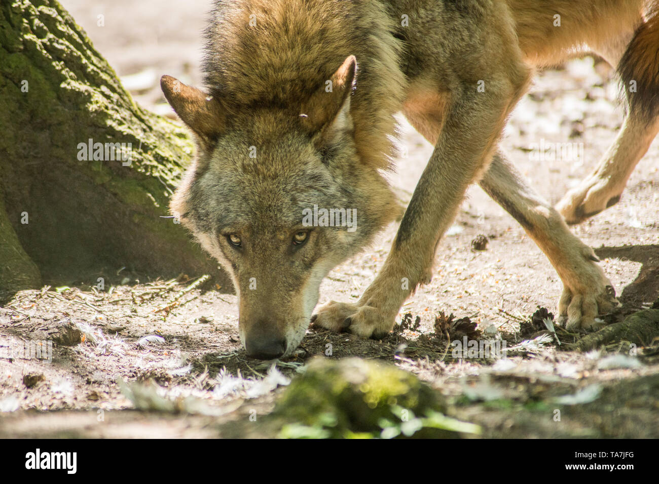 Hunting wolf, close-up on the muzzle Stock Photo - Alamy