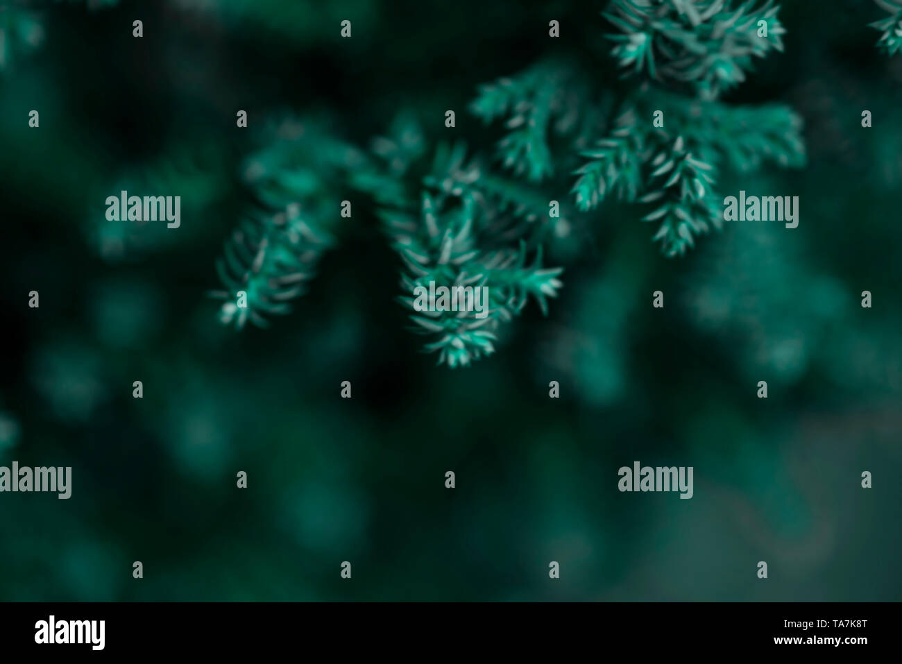 Blurred defocused background with leaves Stock Photo - Alamy