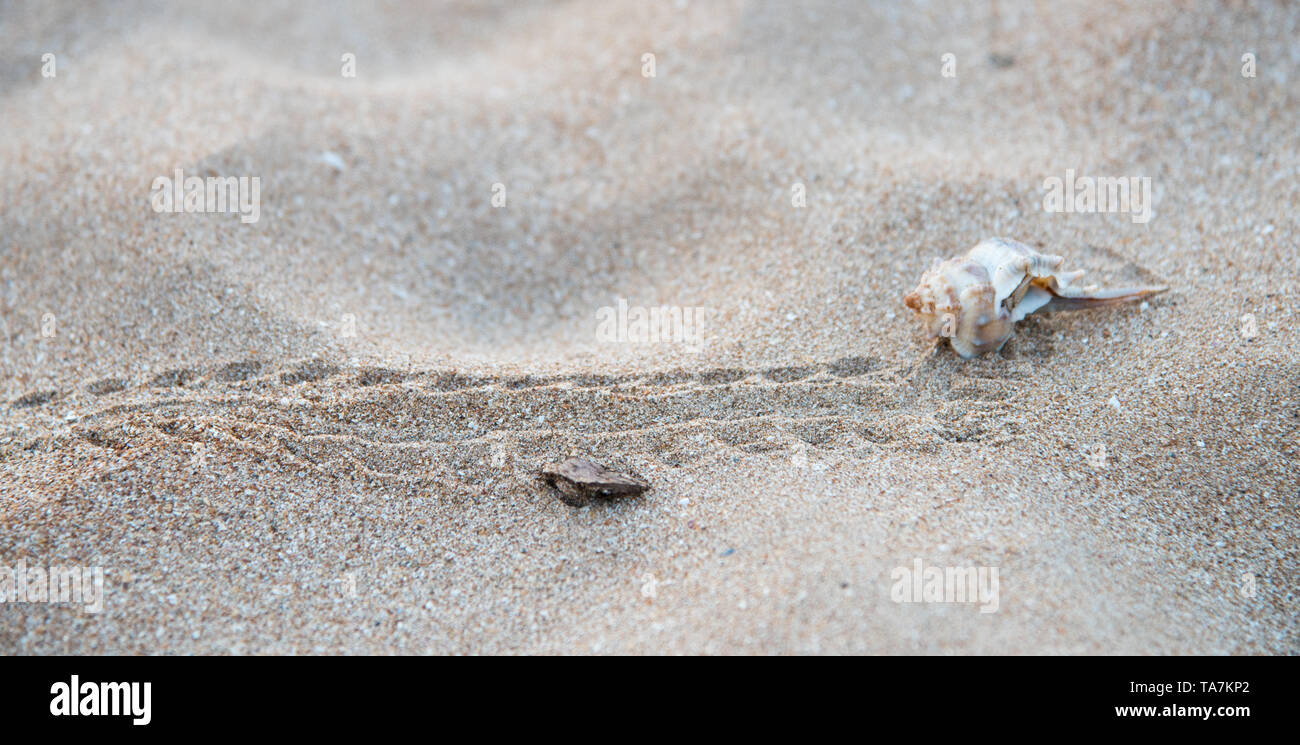 Isolated hermit crab walking on Bare Sand Island and leaving tracks in ...