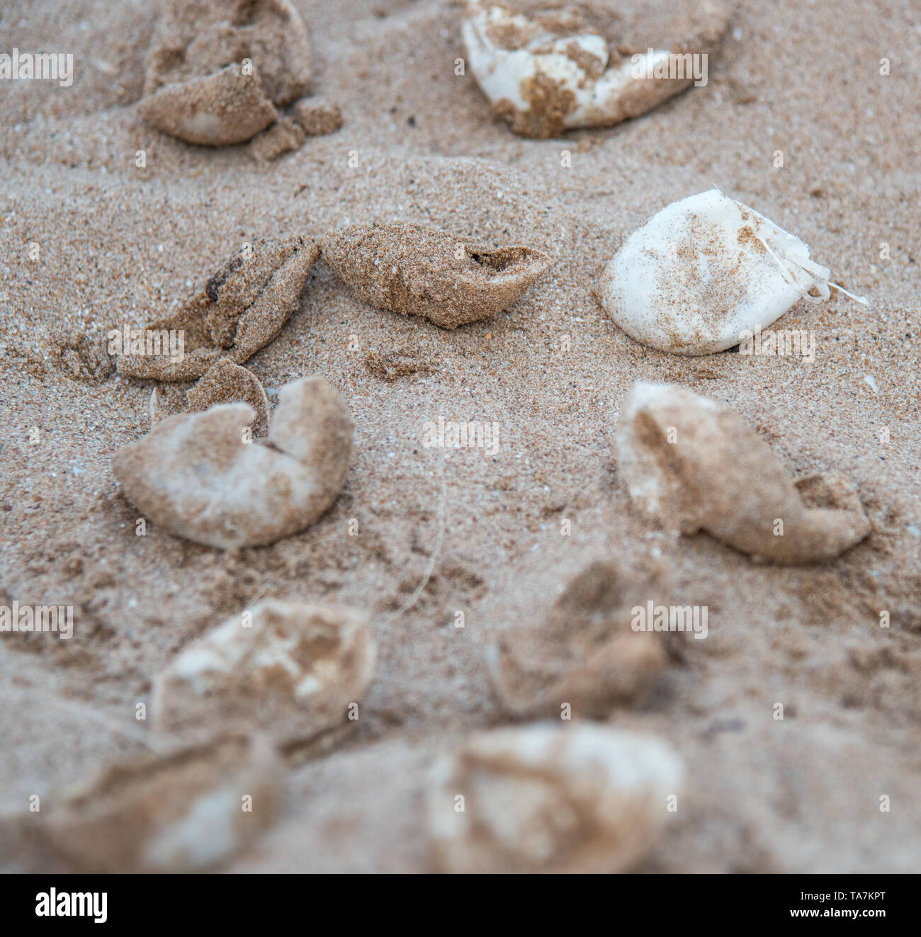 Hatched flatback sea turtle eggs isolated in the sand on Bare Sand ...