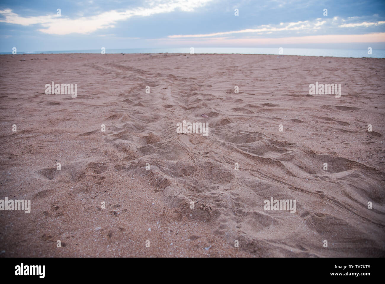 Low angle view of adult flatback sea turtle tracks on Bare Sand Island ...