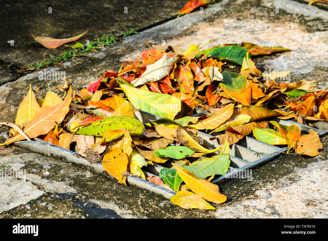 leaves has fall after heavy rain Drain the drainage area cause flooding ...