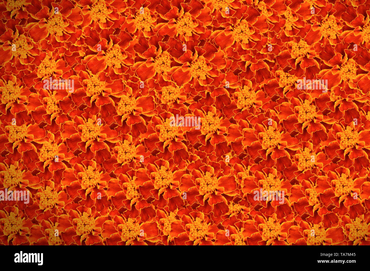 Marigold background hi-res stock photography and images - Alamy