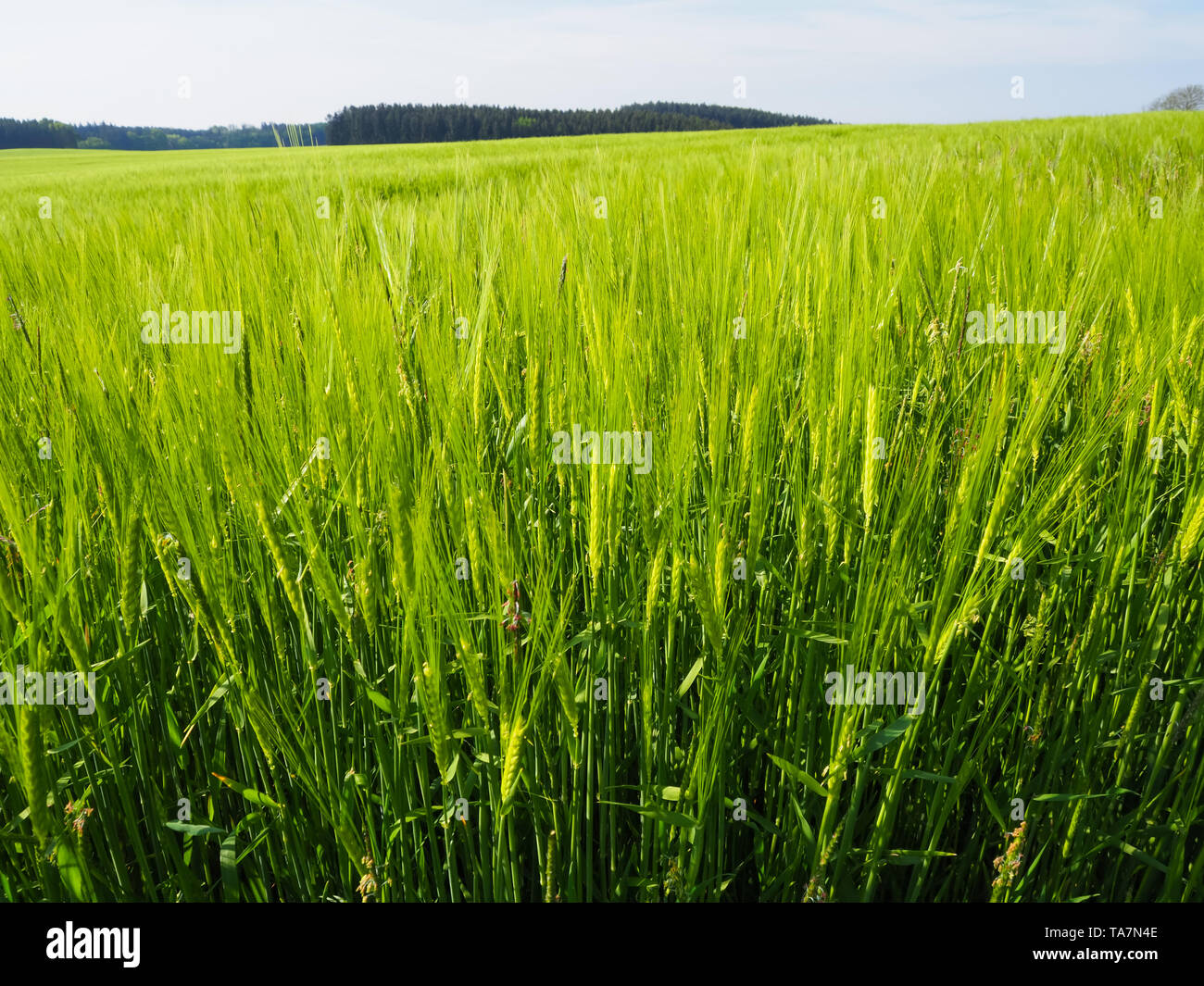green young barley field growing up in spring Stock Photo - Alamy