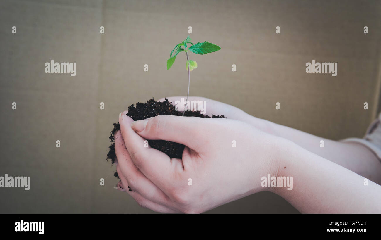 Hand and sprout hi-res stock photography and images - Alamy