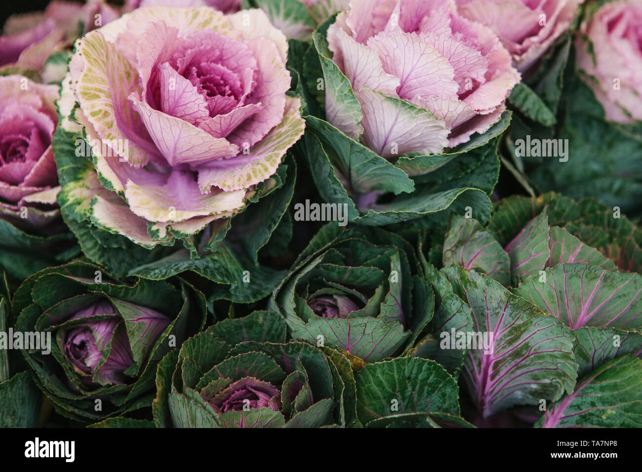 Beautiful decorative cabbage background. Flowers bloomed background ...