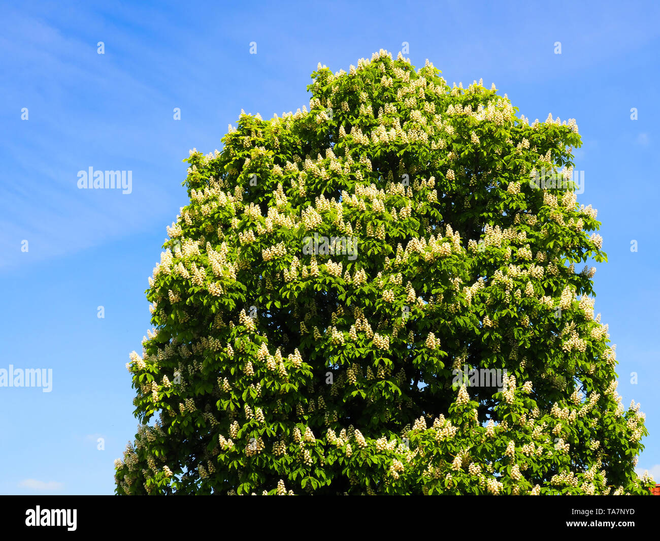 Magnificent parkland hi-res stock photography and images - Alamy