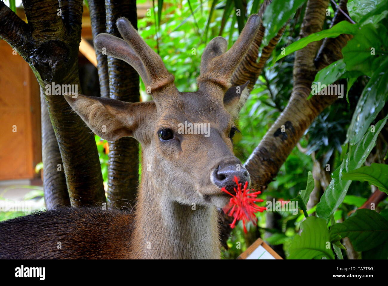 Reindeer in jungle hi-res stock photography and images - Alamy