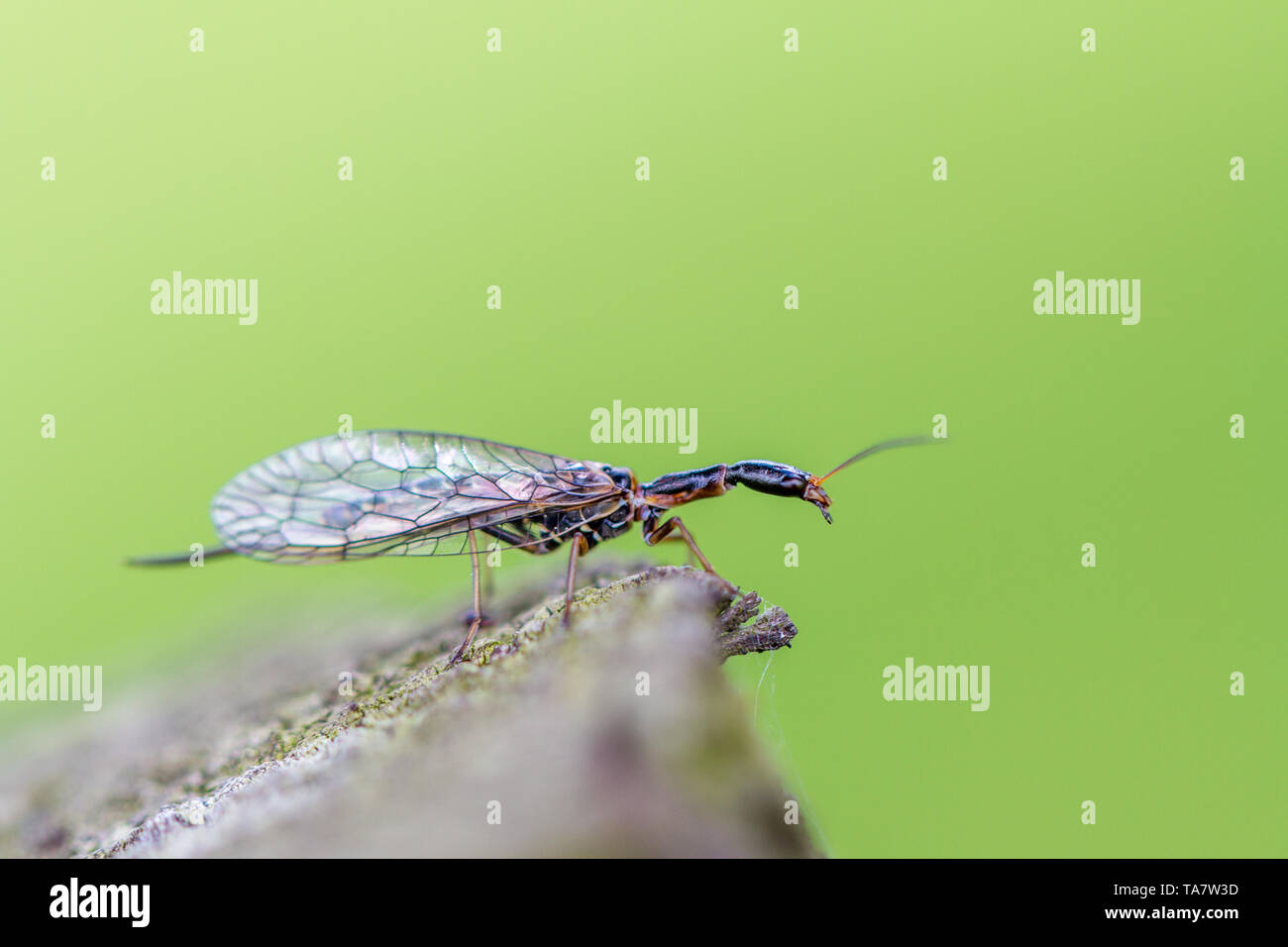 UK wildlife: The unusually shaped snake-fly, Raphidia sp., less often ...