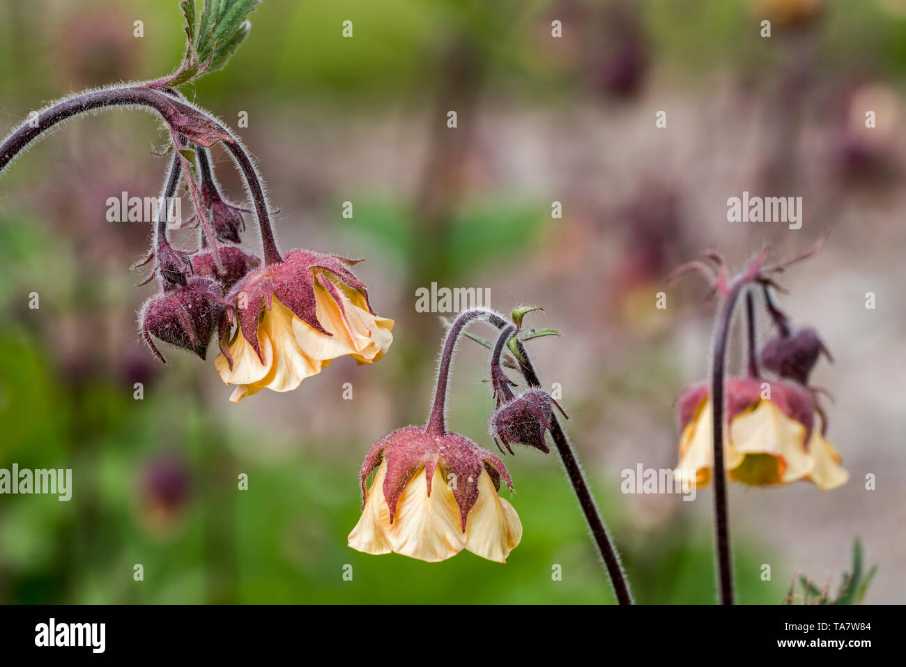 Scarlet avens / Chilean avens / Double Bloody Mary / Grecian rose (Geum ...